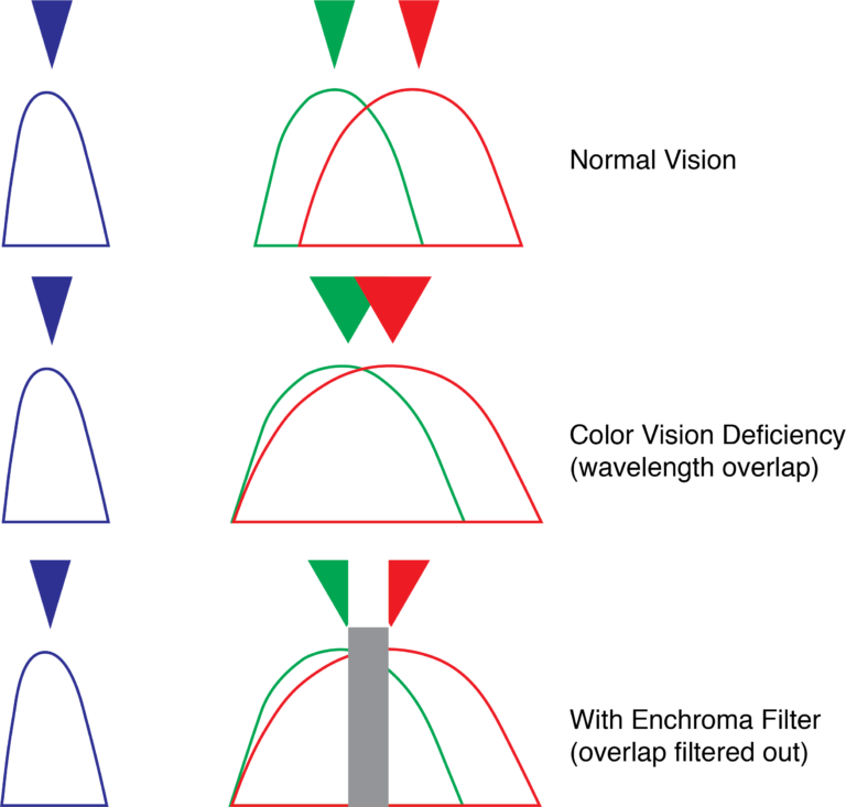 How do Enchroma glasses work? - Vision Upgrades